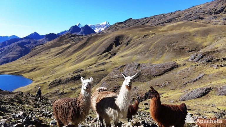 La faune andine du Pérou - Guide Apacheta